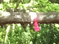 御在所岳～国見岳 2024/5/17